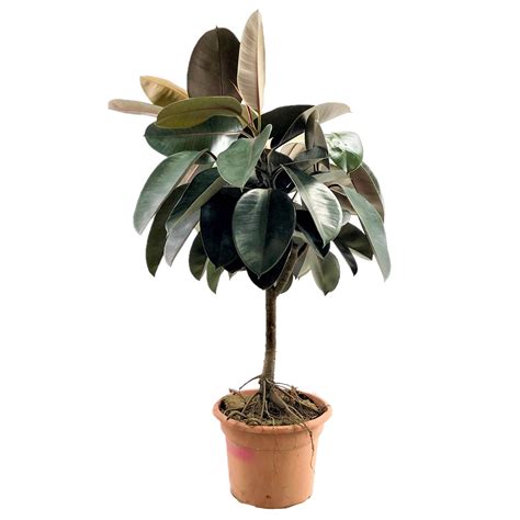 Ficus Elastica Rubber Plant 14m Noah Garden Centre