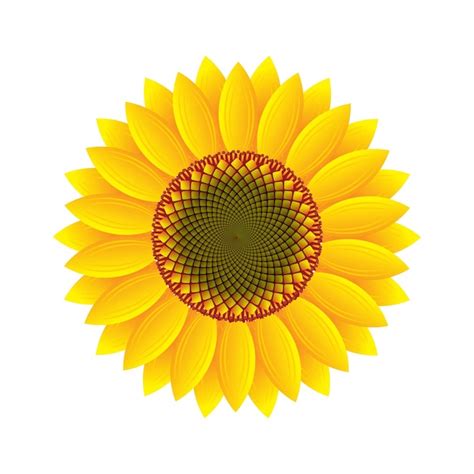 Premium Vector Sunflower