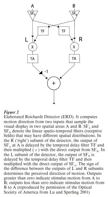Motion Perception Models Research Paper Iresearchnet