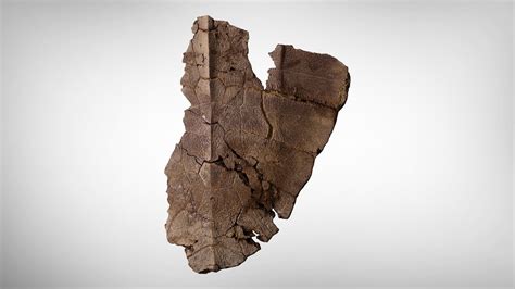 Oldest Fossil Evidence Of Lepidochelys Turtle Found In Panama