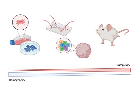 Models In Biology Biorender Science Templates
