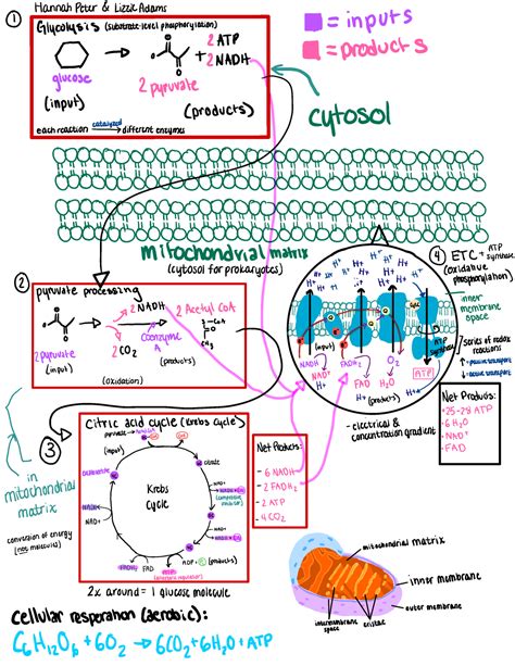 Cellular Respiration Worksheets Diagram