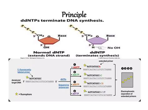 Dna Termination Method Ppt