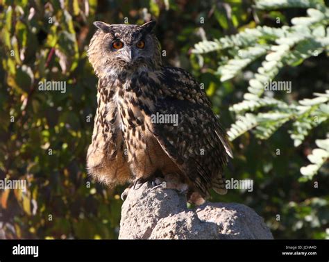 Eurasian Eagle Owl Bubo Bubo Close Up Of The Head Facing The Lens
