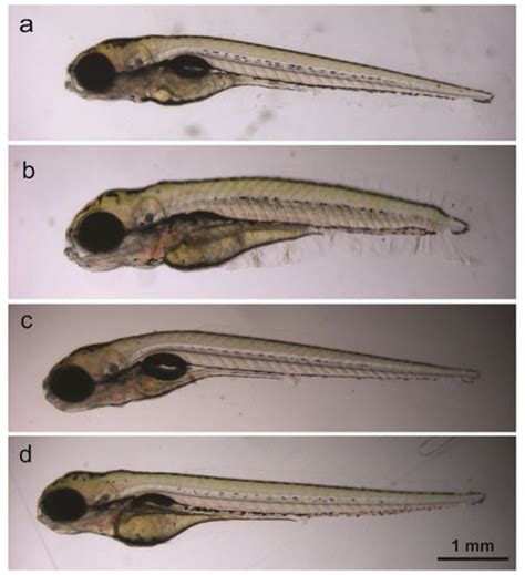 Ijms Special Issue Zebrafish A Model For Toxicological Research