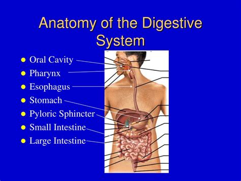 Ppt Lab 8 Digestive System Powerpoint Presentation Free Download