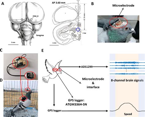 Figure 1 From Decoding Typical Flight States Based On Neural Signals From The Midbrain Motor