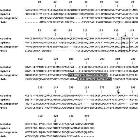 Multiple Sequence Alignment Analysis Lipid Droplet Associated Proteins Download Scientific