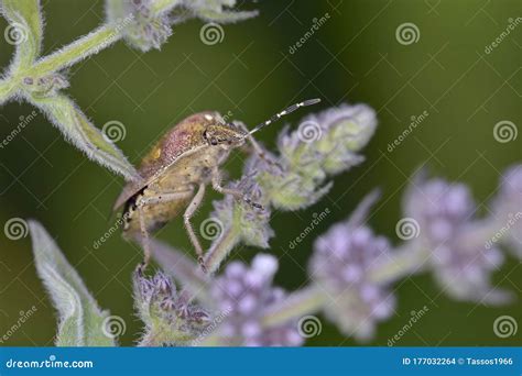 Dolycoris Baccarum The Sloe Bug Is A Species Of Shield Bug In The