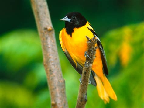 🔥 50 Avian Wallpapers Wallpapersafari