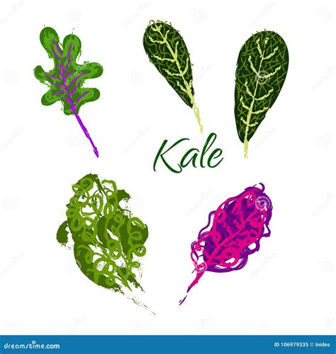 Ejemplo Dibujado Mano Vegetal De La Col Rizada Stock De Ilustración