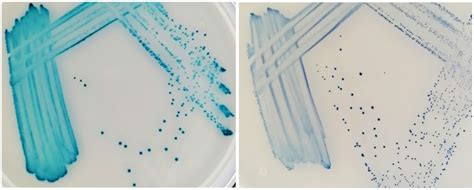 Frontiers Chromogenic Culture Media Complements Diagnostic Cytology