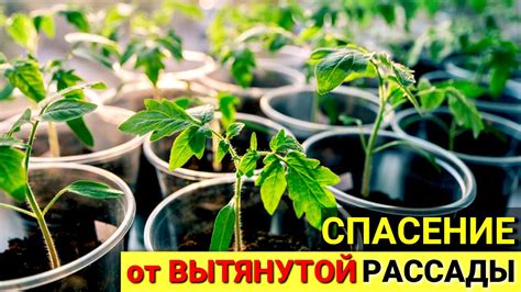 РАССАДУ не узнать! Делаю так ОТ ВЫТЯГИВАНИЯ рассады и ДЛЯ РОСТА КОРНЕЙ ...