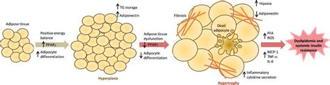 Adipose Tissue Immunometabolism Unveiling The Intersection Of