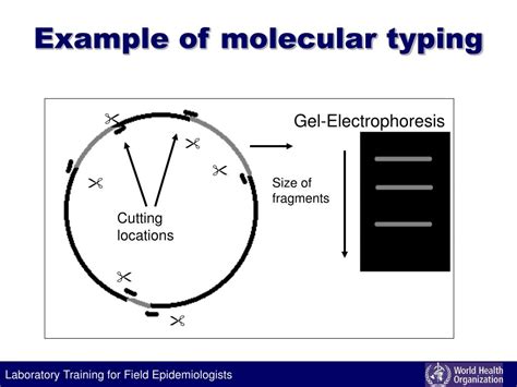 Ppt Typing Methods For Bacteria Powerpoint Presentation Free Download Id 650594