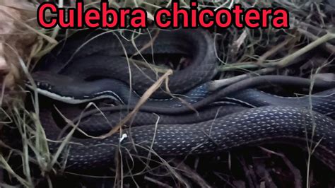 Culebra Chicotera O Chirrionera Youtube