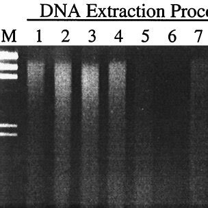 Comparison Of DNA Fragment Size Distributions And Relative DNA Yields Download Scientific