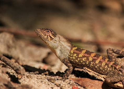Premium Photo Detail Eye Portrait Of Garden Lizard