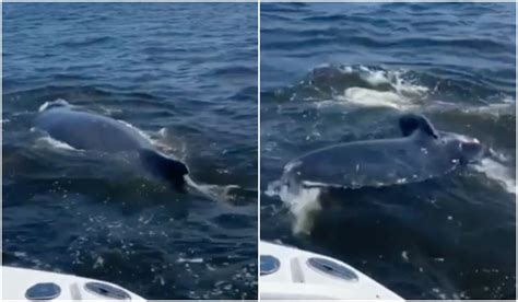 Watch Whale Stuns Boaters Off Coast Of Staten Island