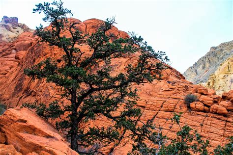 Free Images Landscape Tree Nature Rock Wilderness Mountain