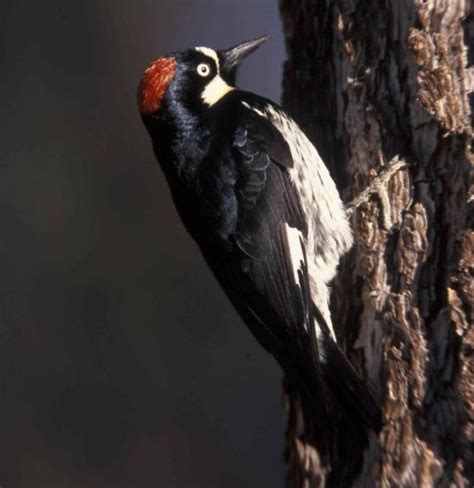 Everything You Need To Know About Woodpeckers In Texas Bird Advisors