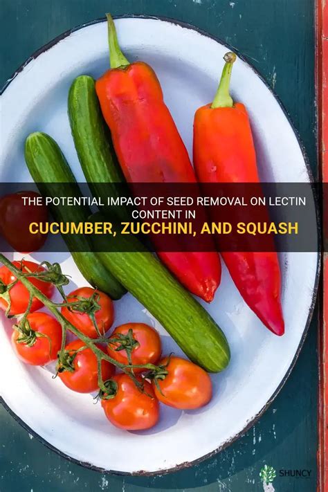 The Potential Impact Of Seed Removal On Lectin Content In Cucumber Zucchini And Squash Shuncy