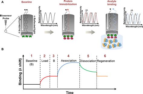 Frontiers Application Of Bio Layer Interferometry For The Analysis Of Ribosome Protein