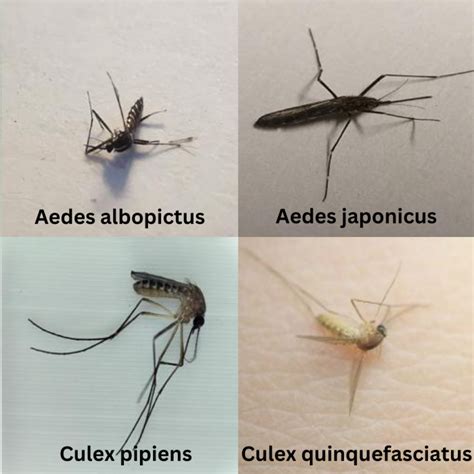 Aedes Mosquito Image Dataset Version 1 0 Amid V1 Kaggle