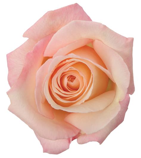 Rose Pink Anna DVFlora Wholesale Flowers