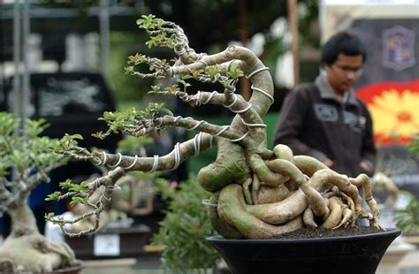 Seni Bonsai Kompaspedia