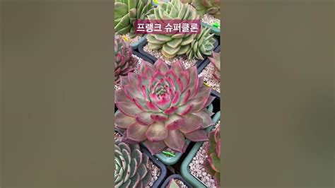 색감예쁜 프랭크슈퍼클론 다육 다육식물 다육이키우기 다육이 다육초보 Succulents 다육화분 多肉植物 Shorts Youtube