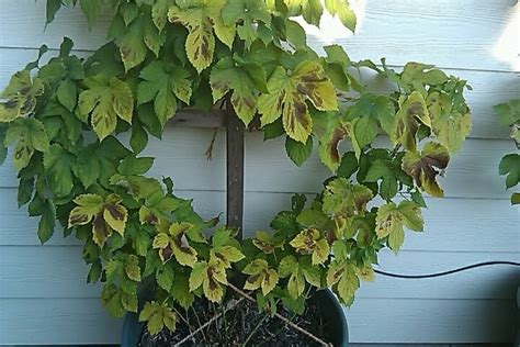 Hops In Pots Nugget Leaves Yellowing With Rust Patches