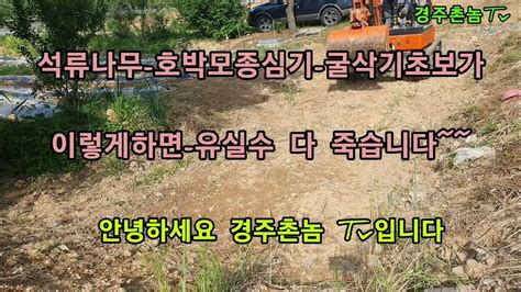 석류나무 호박모종심기 굴삭기초보가 이렇게하면유실수나무다죽습니다 Youtube