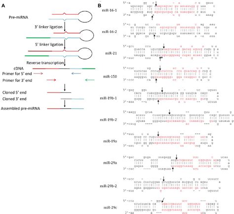 Figure 1 From Alternative Processing Of Primary Microrna Transcripts By