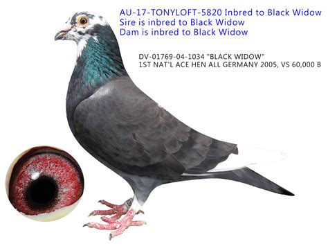 IPigeon Racing Pigeon Auction