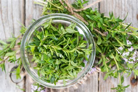 How To Plant Grow And Harvest Savory Harvest To Table