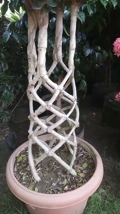 টবে তৈরি করা হয়েছে কত সুন্দর গাছ। ২২৪ Youtube