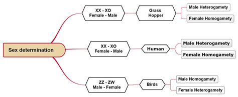 mindmap — lesson science cbse class 10