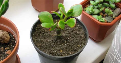 Як правильно посадити грошове дерево коли саме краще садити грошове дерево щоб у будинку