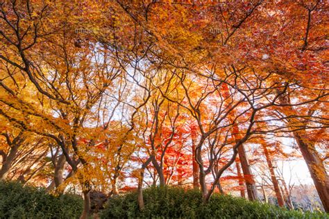 紅葉したカエデの木々 水元公園の写真素材 FYI07915545 ストックフォトの Qlean Market
