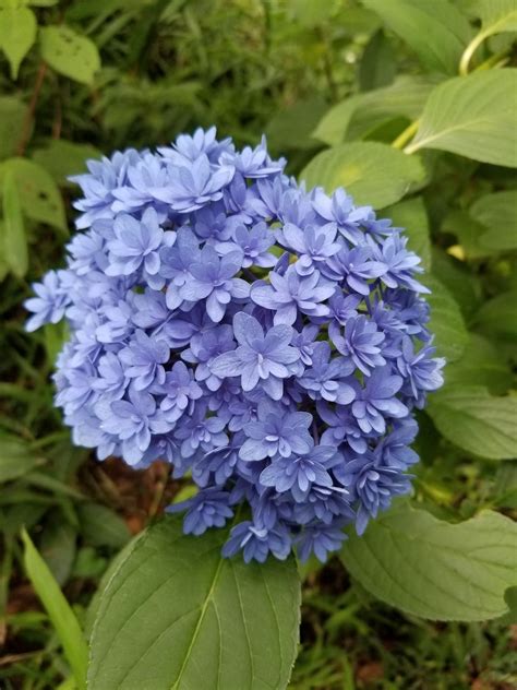 あじさい祭り開催。関東の名所高幡不動尊