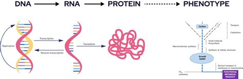 Phenotype Microarrays For Microbial Cells