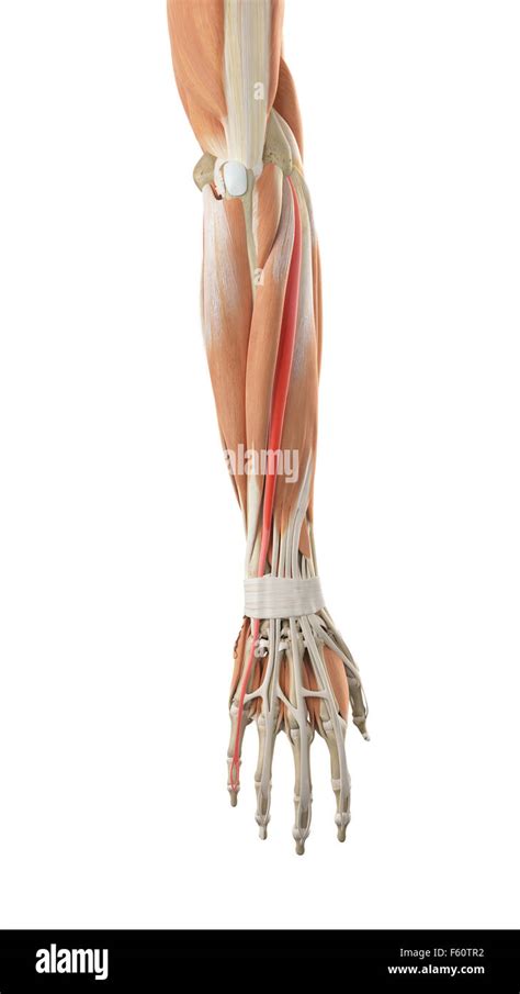 Medically Accurate Illustration Of The Extensor Digiti Minimi Stock