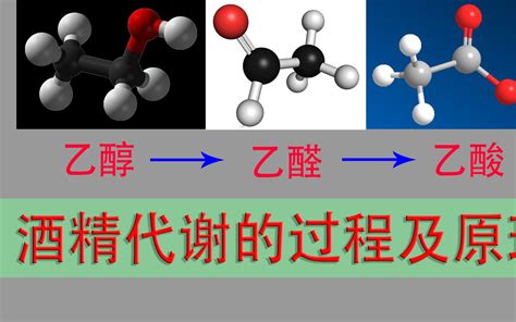 酒精代谢的过程及原理哔哩哔哩bilibili