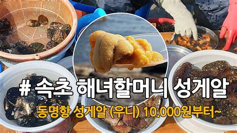 [스봉이네] 속초맛집 동명항 해녀할머니 성게알 바다에서 먹다 네이버 Tv