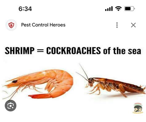 Menm sot li yon kote la yo di shrimp crevette menm fanmi avek cockroach ravèt Sof ke