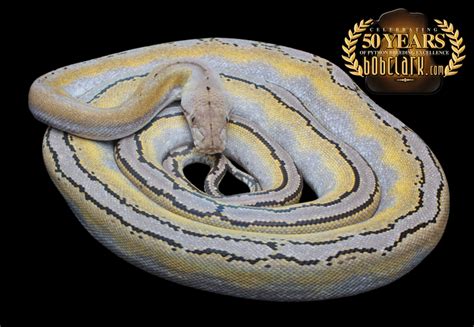 Reticulated Pythons