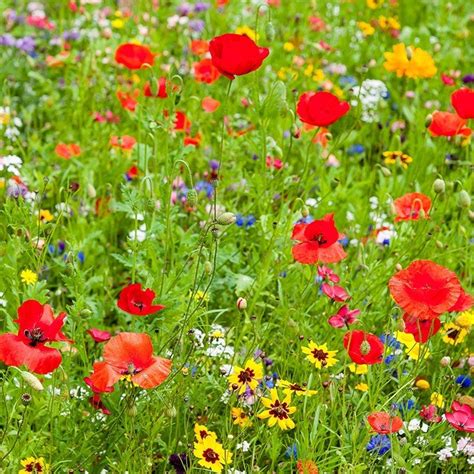 Illinois Wildflower Seed Mix 31 Easy Growing Flowers