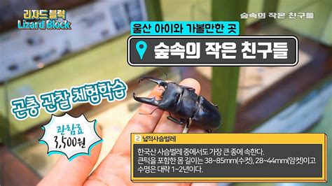 울산 아이들과 가볼만한 곳 곤충관찰 체험 숲속의 작은 친구들 방문기 1편 Youtube