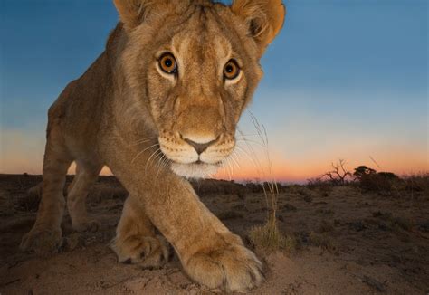 Wildlife Photographer Of The Year Diary In India Robert O Dean News
